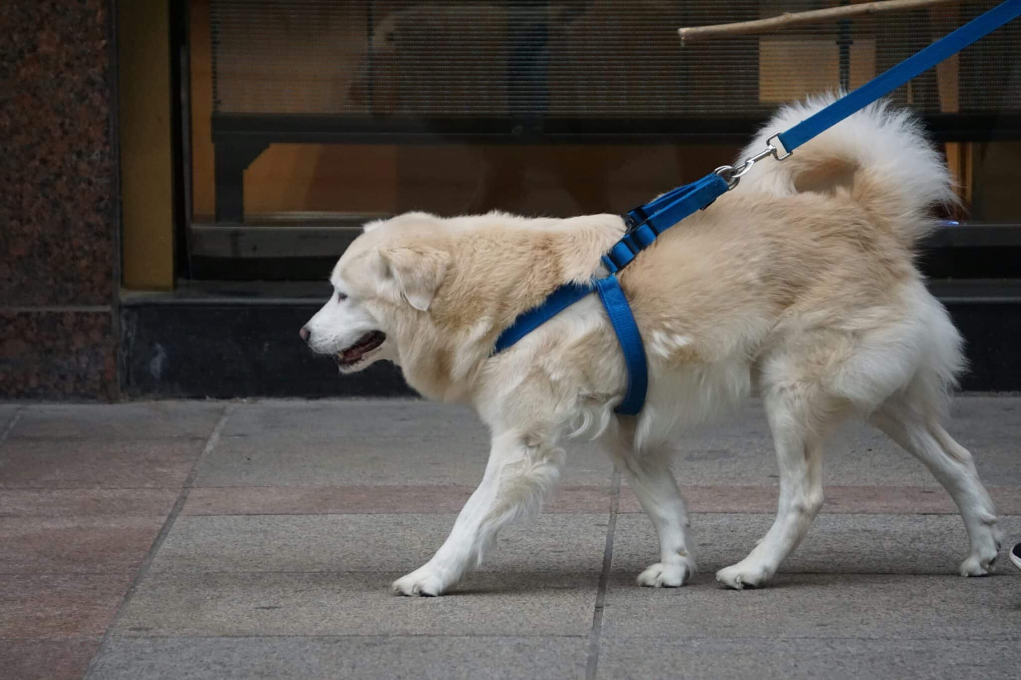 How to Choose the Right Dog Leash, Harness, or Lead - PD Insurance NZ