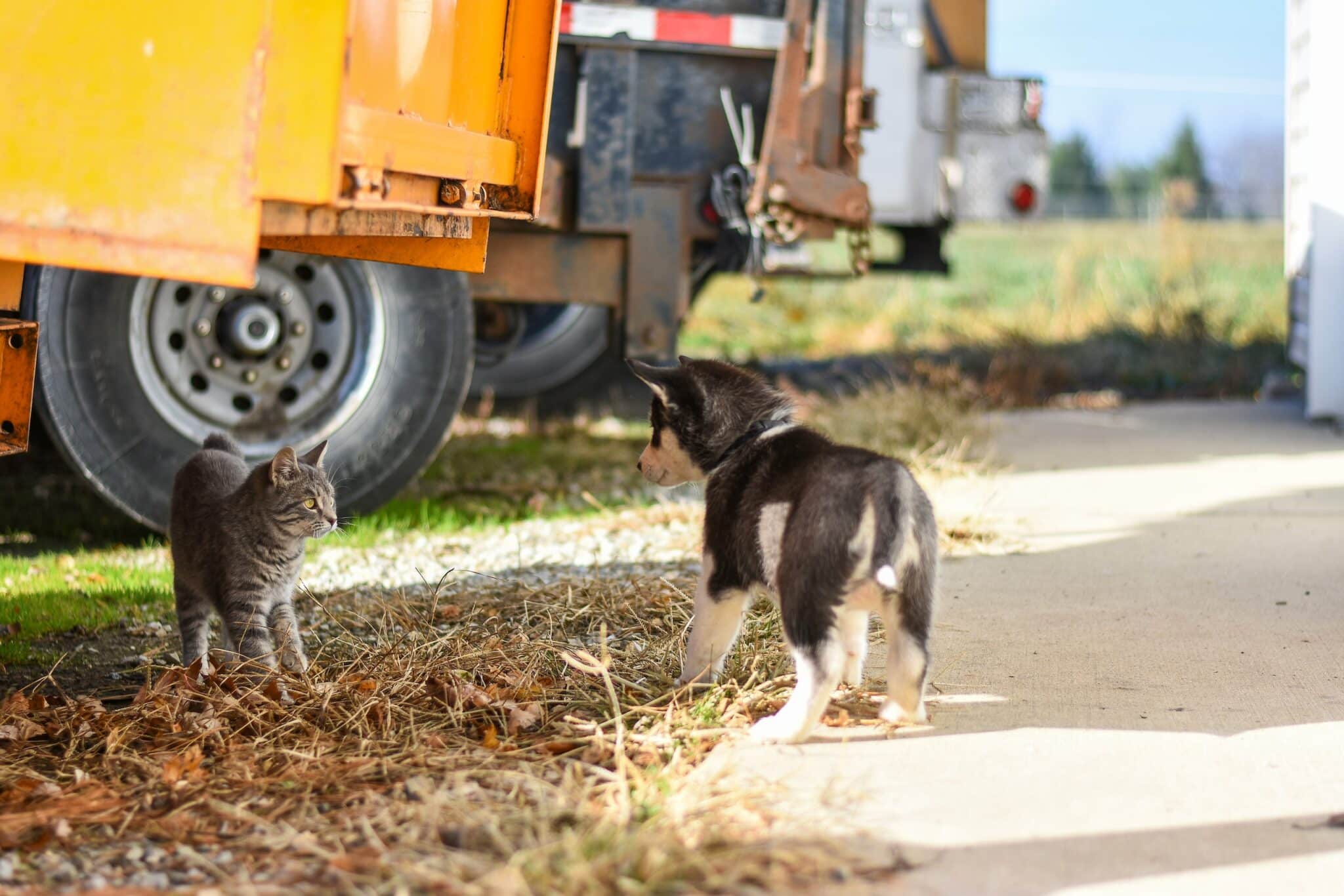 Why Dogs Chase Cats: We Explain Here - PD Insurance NZ