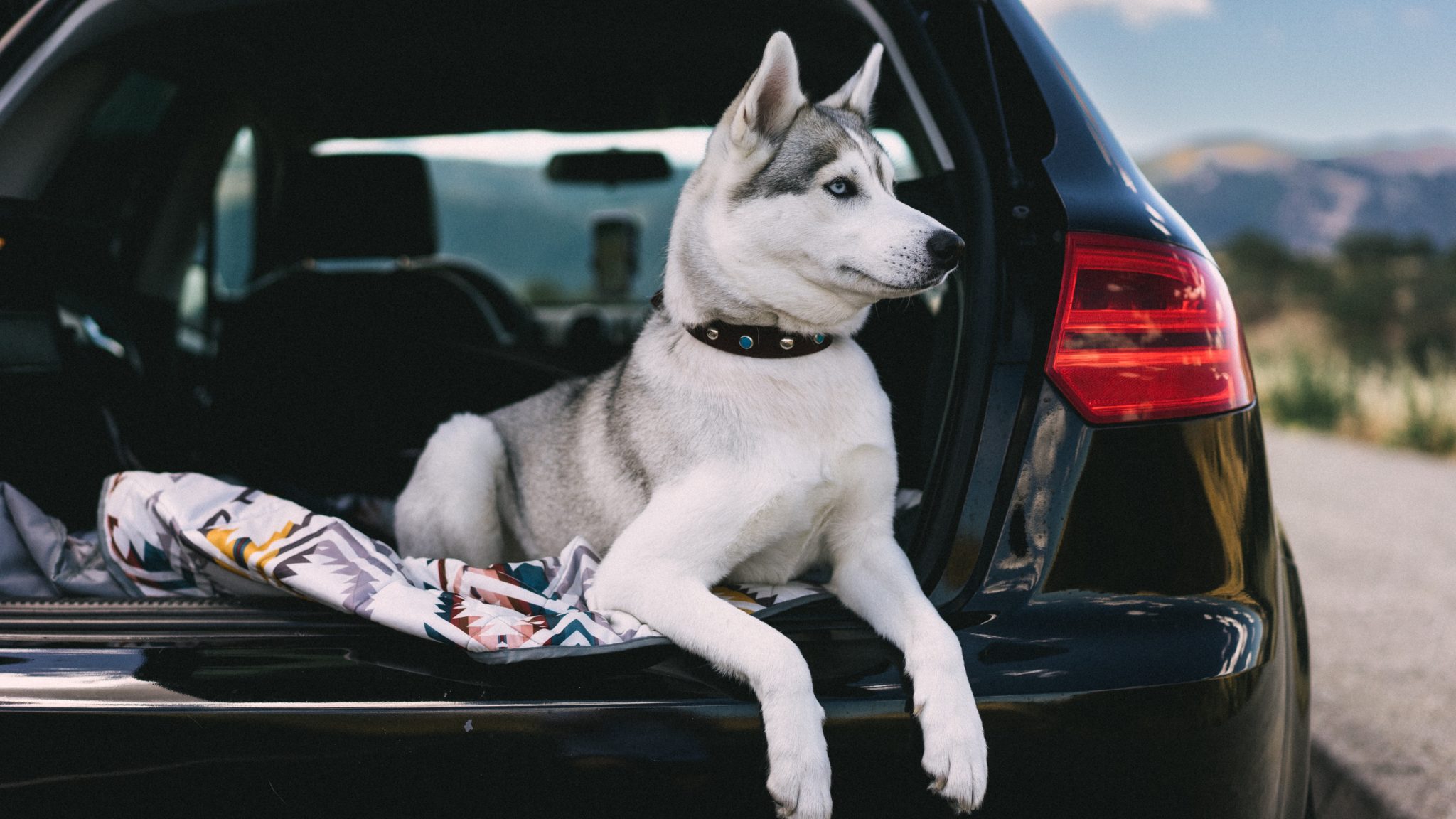 Pet Proof Your Car Easily with These Top Tips - PD Insurance NZ