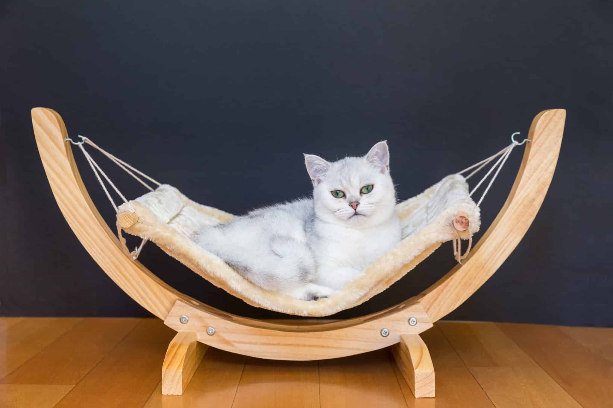Pamper Your Cat: 10 Ways to Show Your Love - PD Insurance NZ