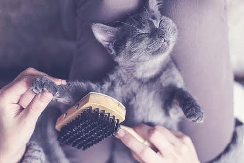 10 Ways to Pamper Your Cat - PD Insurance NZ