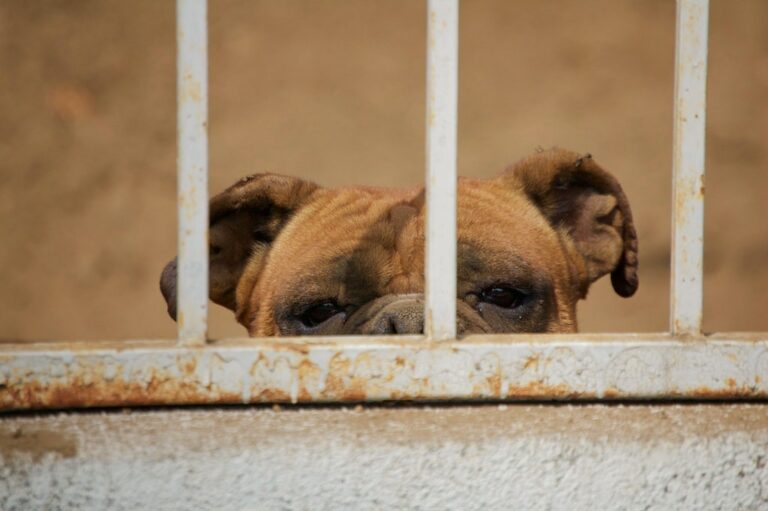 Animal Abuse: 12 Signs You Should Be Aware Of - PD Insurance NZ