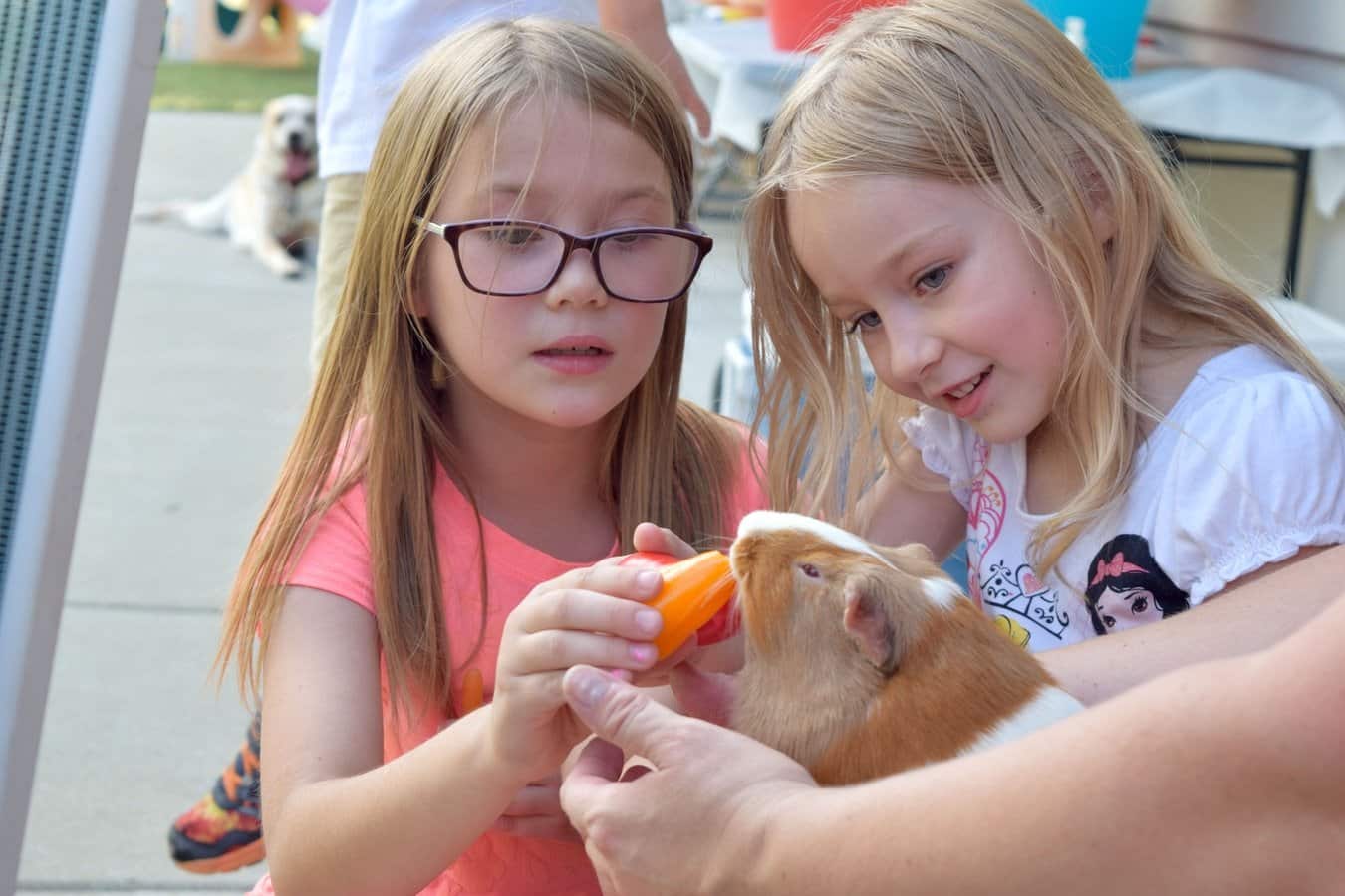 Best Small Pets for Children (Not Cats and Dogs) - pd.co.nz