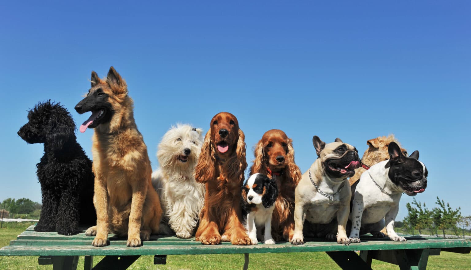 Pet Insurance NZ Quotes | Pet Plan Savings | PD Insurance