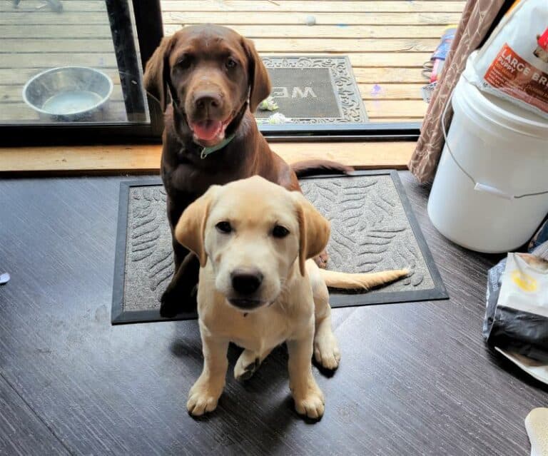 Labrador Puppies Have an Adventure: Here's Their Tail - PD Insurance NZ
