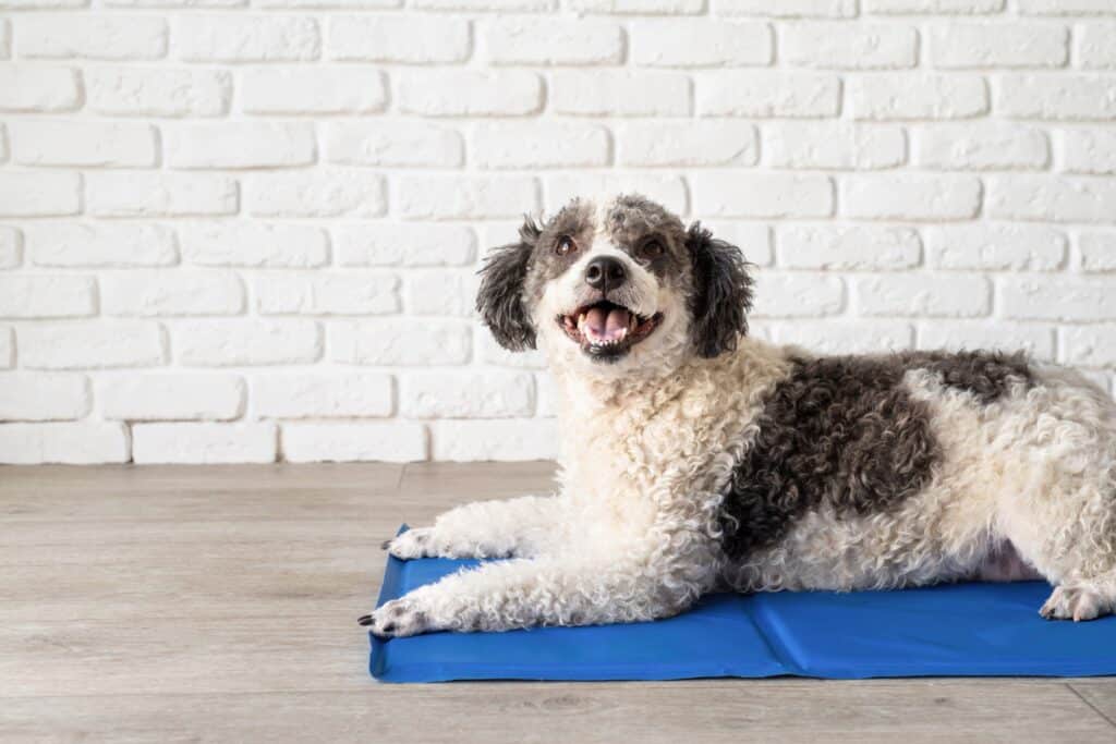 Pet cooling mat reviews store