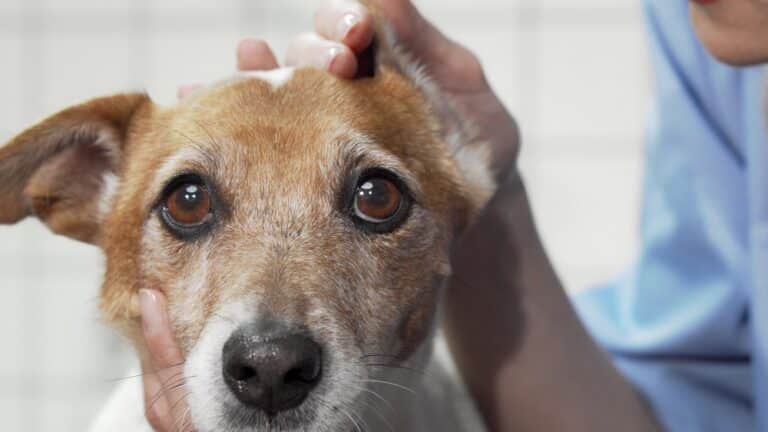 The Jack Russell Terrier: Breed Lifespan, Size & Personality - PD ...