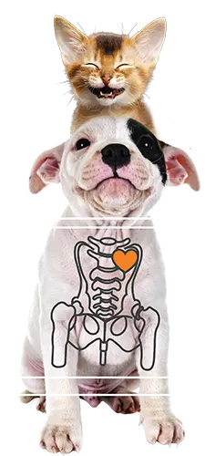 PD Insurance NZ | Save on Pet Insurance NZ Quotes | PD Insurance