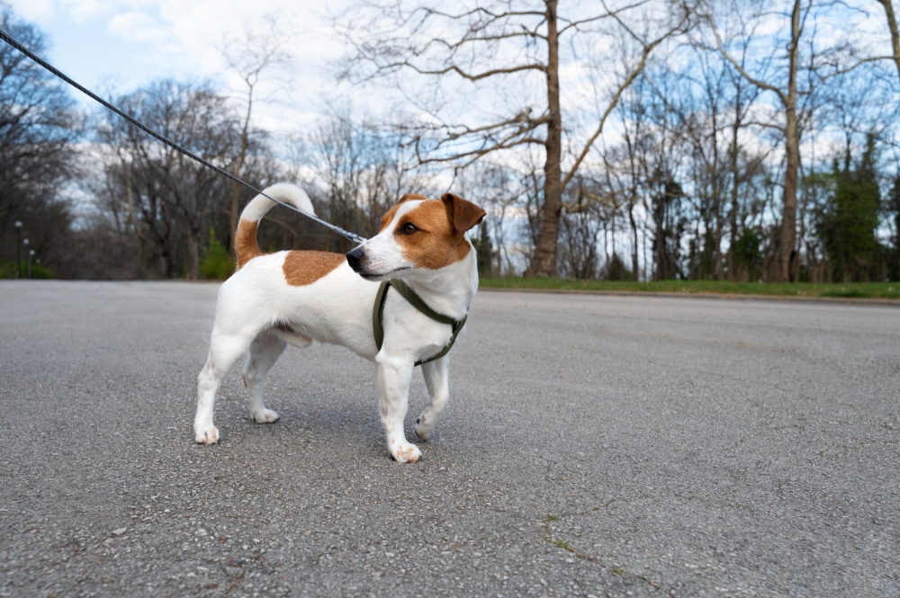 Pet Road Safety In NZ: How to Achieve It - PD Insurance NZ