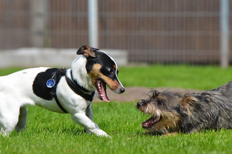 Dog Kennels: Are They Bad For Dogs? - PD Insurance NZ