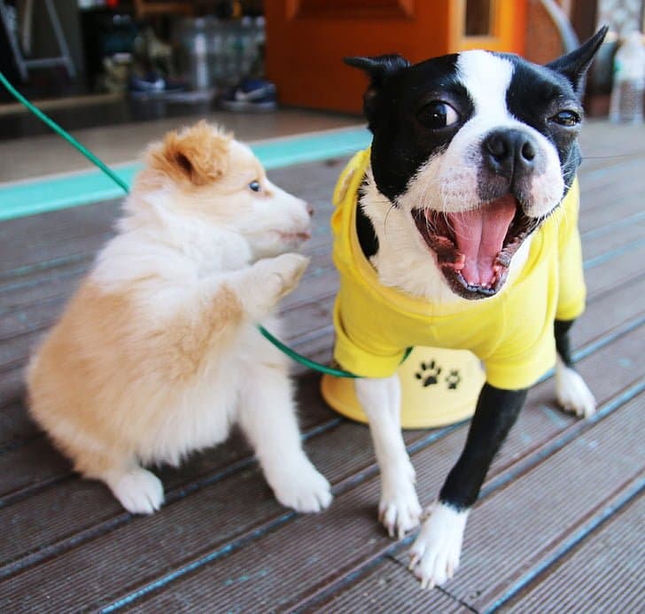 Active Dog Month! All About Dog Exercise - PD Insurance NZ