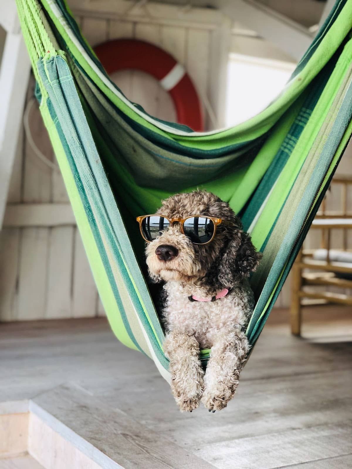Doggy Daycare How To Choose The Right One
