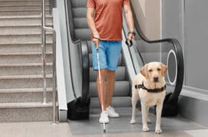 Guide Dogs NZ: Top Breeds for this Job - PD Insurance NZ