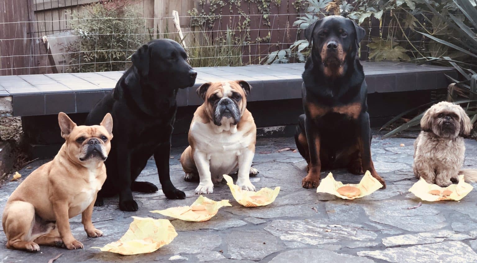 Lots of Pets Together? Top Tips for Happy Pets - PD Insurance NZ