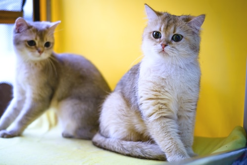 Burmilla Cat: An Accidental Breed of Beauty - PD Insurance NZ