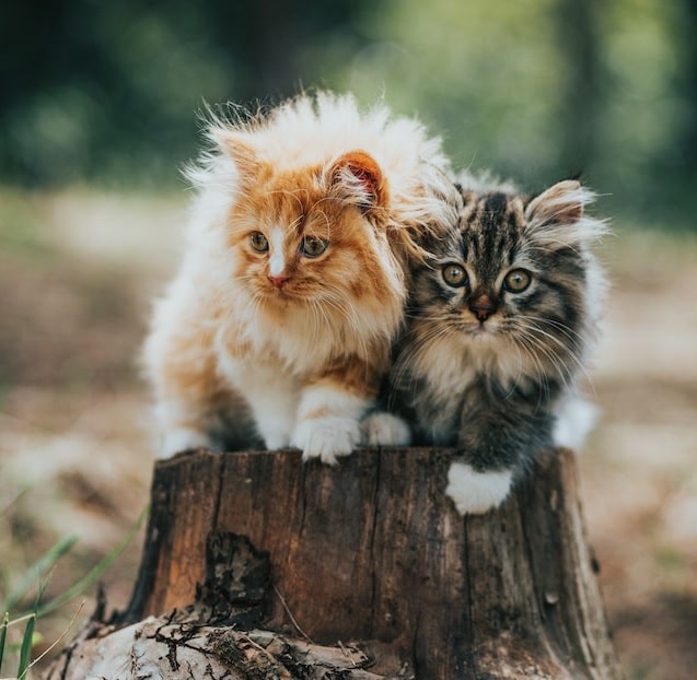 Cutest Cat Breeds: Enjoy These Pictures - PD Insurance NZ
