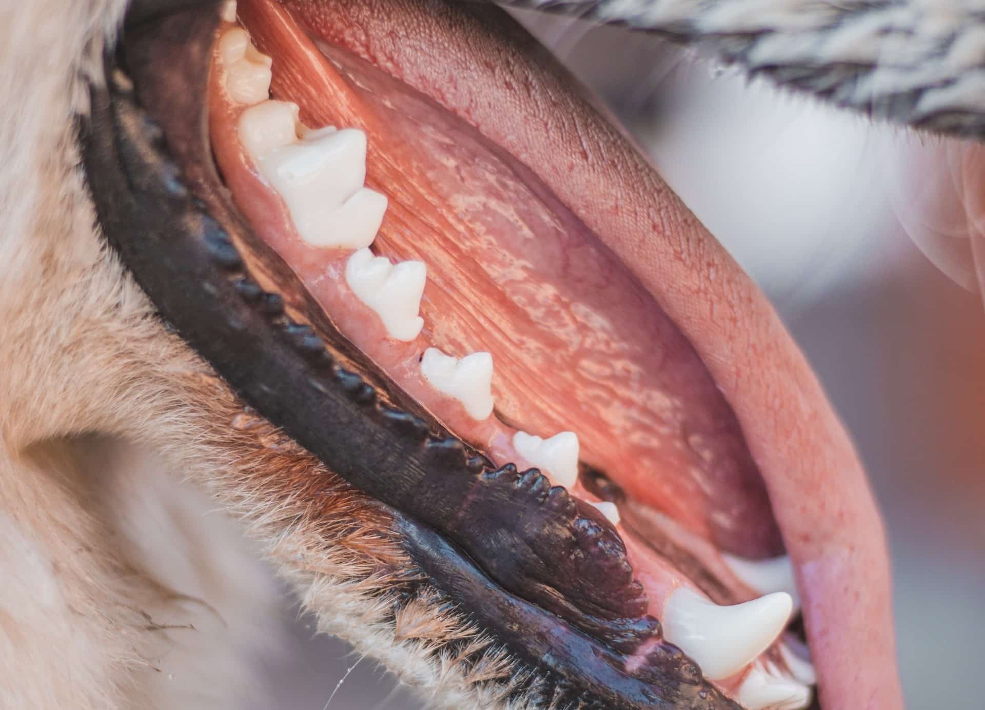 Dog Braces for Oral Health Issues: Yes or No? - PD Insurance NZ