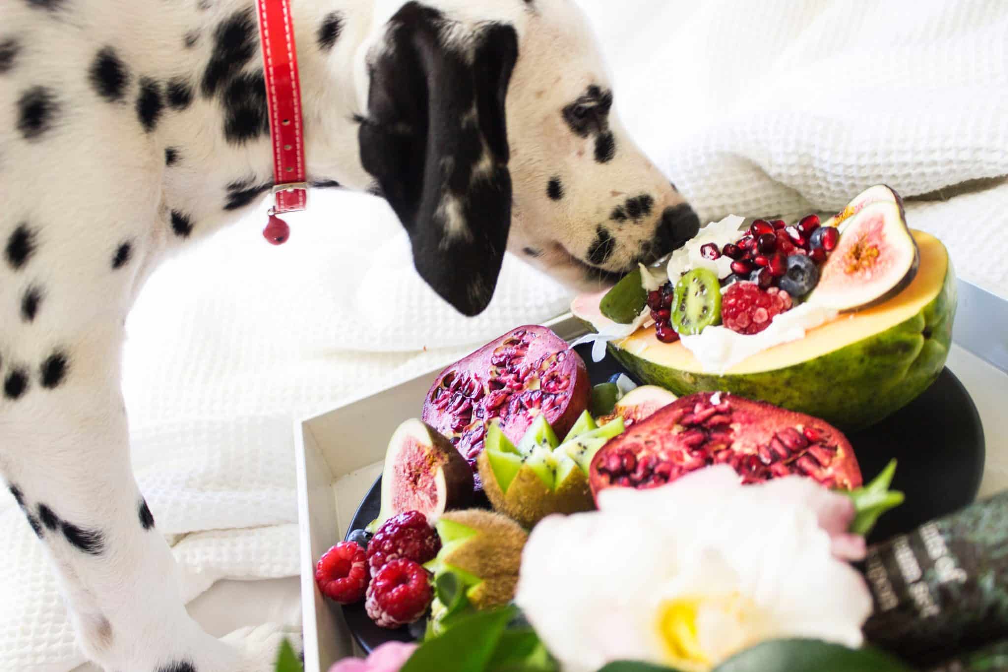 Dalmatian Dog: All You Should Know - PD Insurance NZ