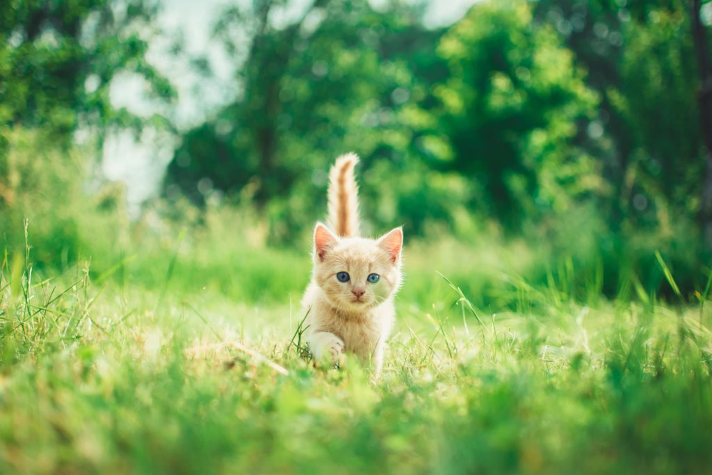 Are All Ginger Cats Male: Yes or No? - PD Insurance NZ
