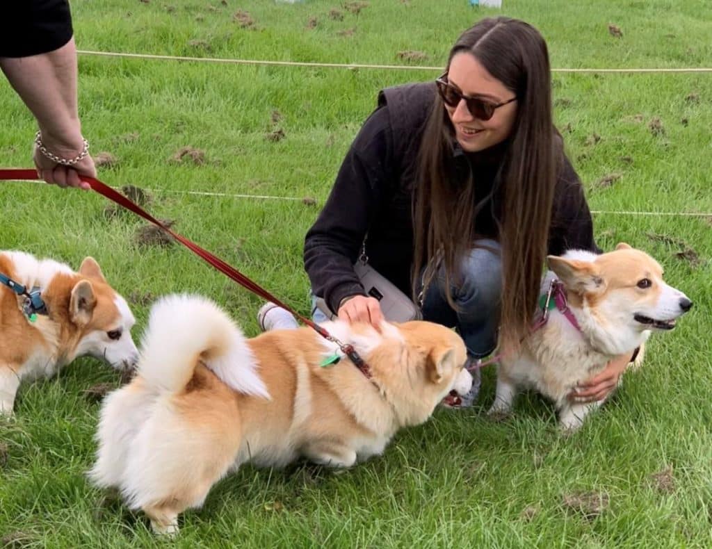 Pet Events: PD Flies its Colours at Pet Expos - PD Insurance NZ