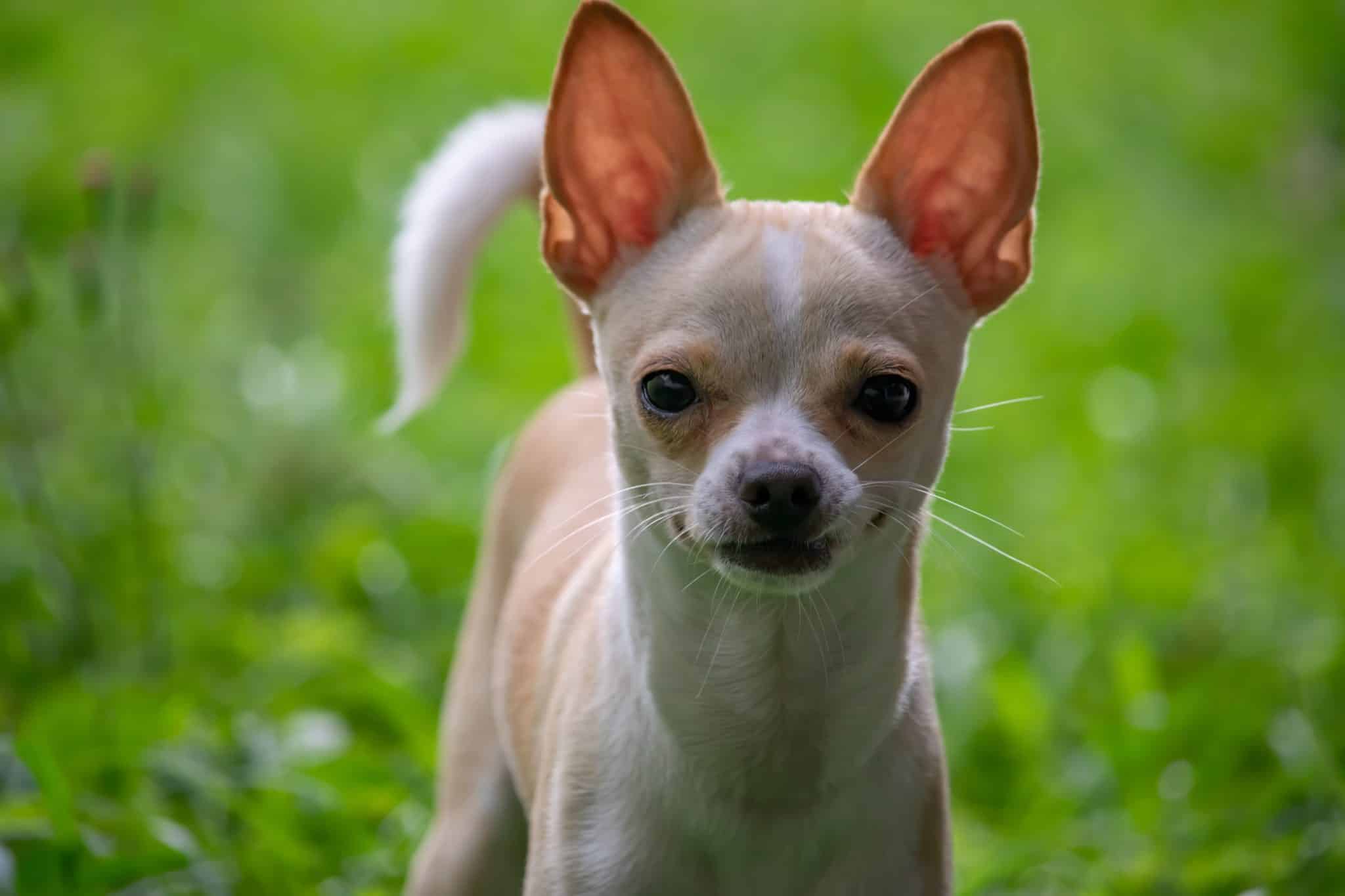 Angry Chihuahua? Here's Why - PD Insurance NZ