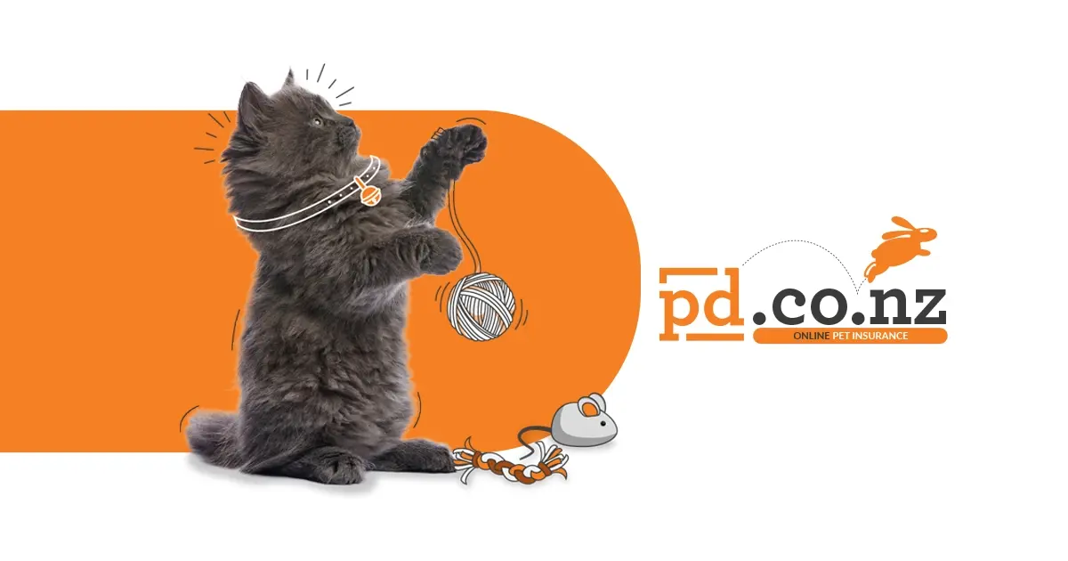 Kitten Insurance NZ | Save on Kitten Health Cover | PD Insurance