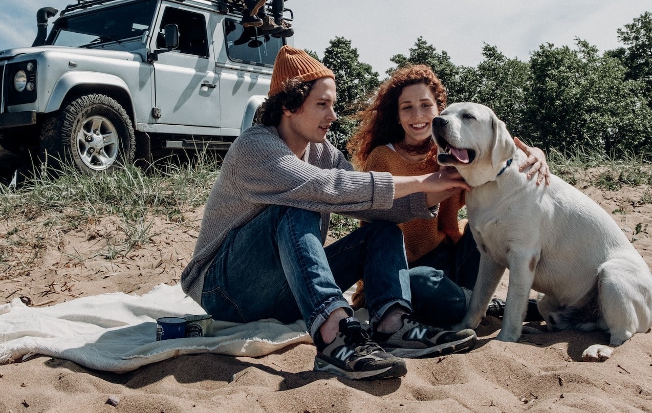 High Energy Dogs or Low - Your Match - PD Insurance NZ