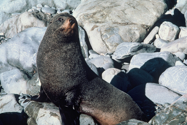 Seal Conservation During 'Seal Silly Season' - PD Insurance NZ