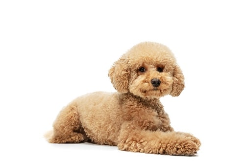 Poodle Breed Profile, FAQ & Cute Pics! - PD Insurance NZ