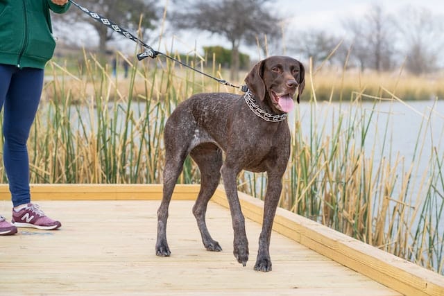 German Shorthaired Pointer Dog and Puppy Facts - PD Insurance NZ