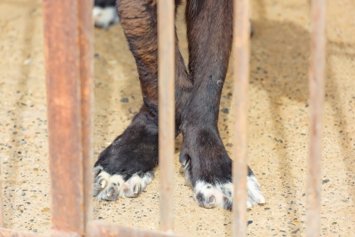 Rickets in Puppies: What You Need To Know - PD Insurance NZ