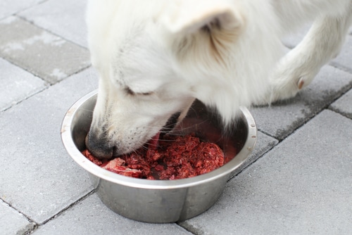 Rickets in Puppies: What You Need To Know - PD Insurance NZ