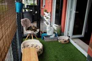 Cat Ownerships Laws in NZ: The Changes To Know About - PD Insurance NZ