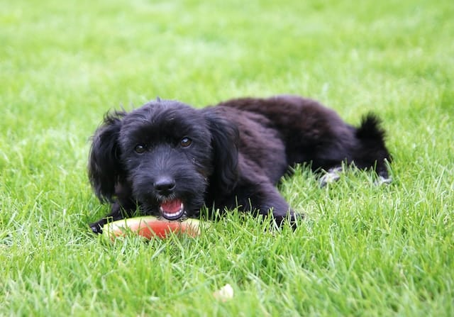 Fruit Dog Can Eat - Fruit And Veg Safe For Pets - PD Insurance NZ