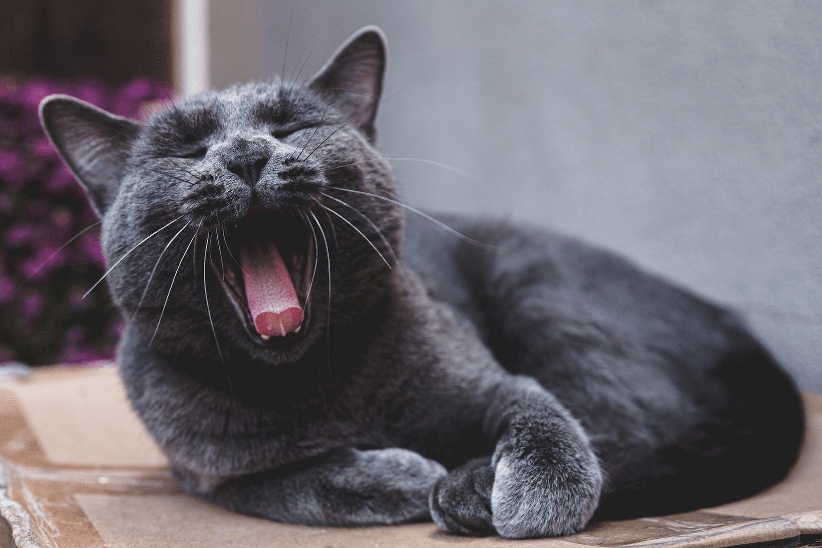Ethical Cat Breeder in NZ: How to Find One This Christmas - PD Insurance NZ