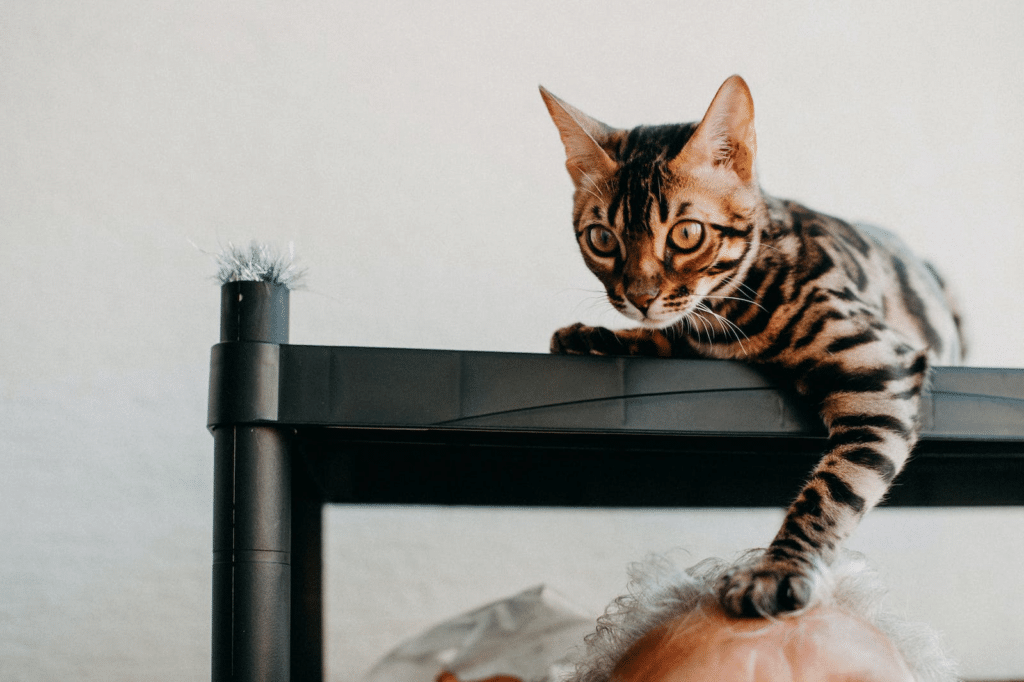 Ethical Cat Breeder in NZ: How to Find One This Christmas - PD Insurance NZ