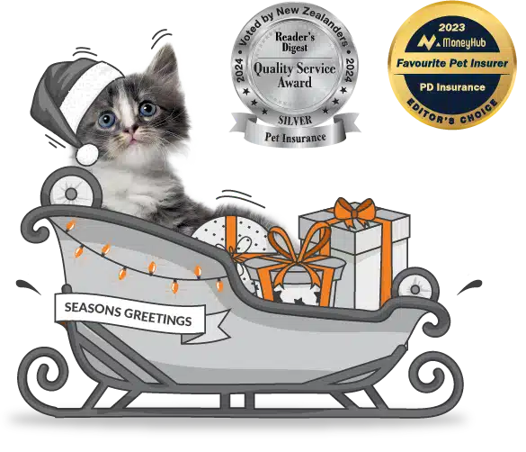 Kitten Insurance NZ | Save on Kitten Health Cover | PD Insurance