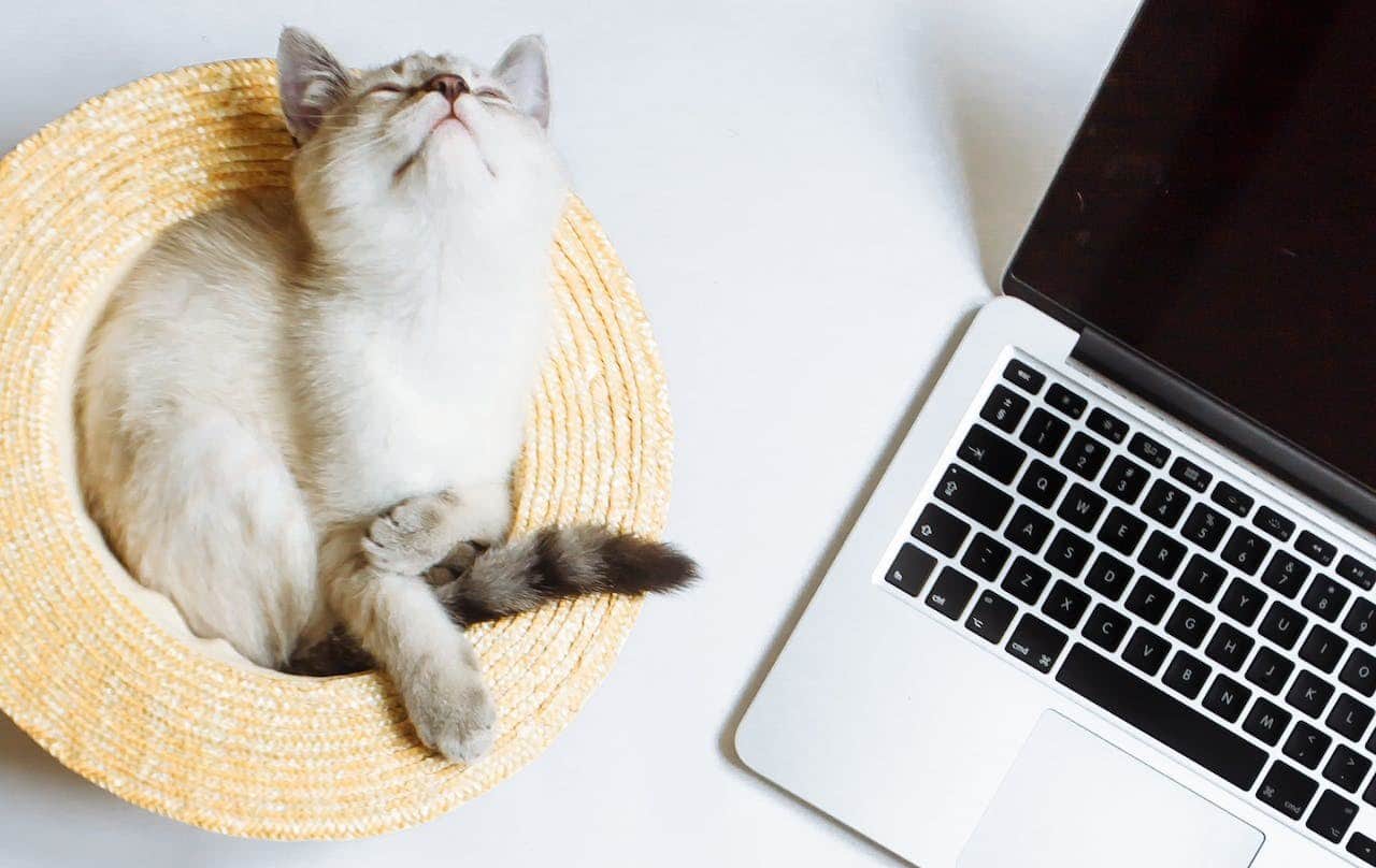 Cat Games to Inspire: Cards, Board Games & Gaming - PD Insurance NZ