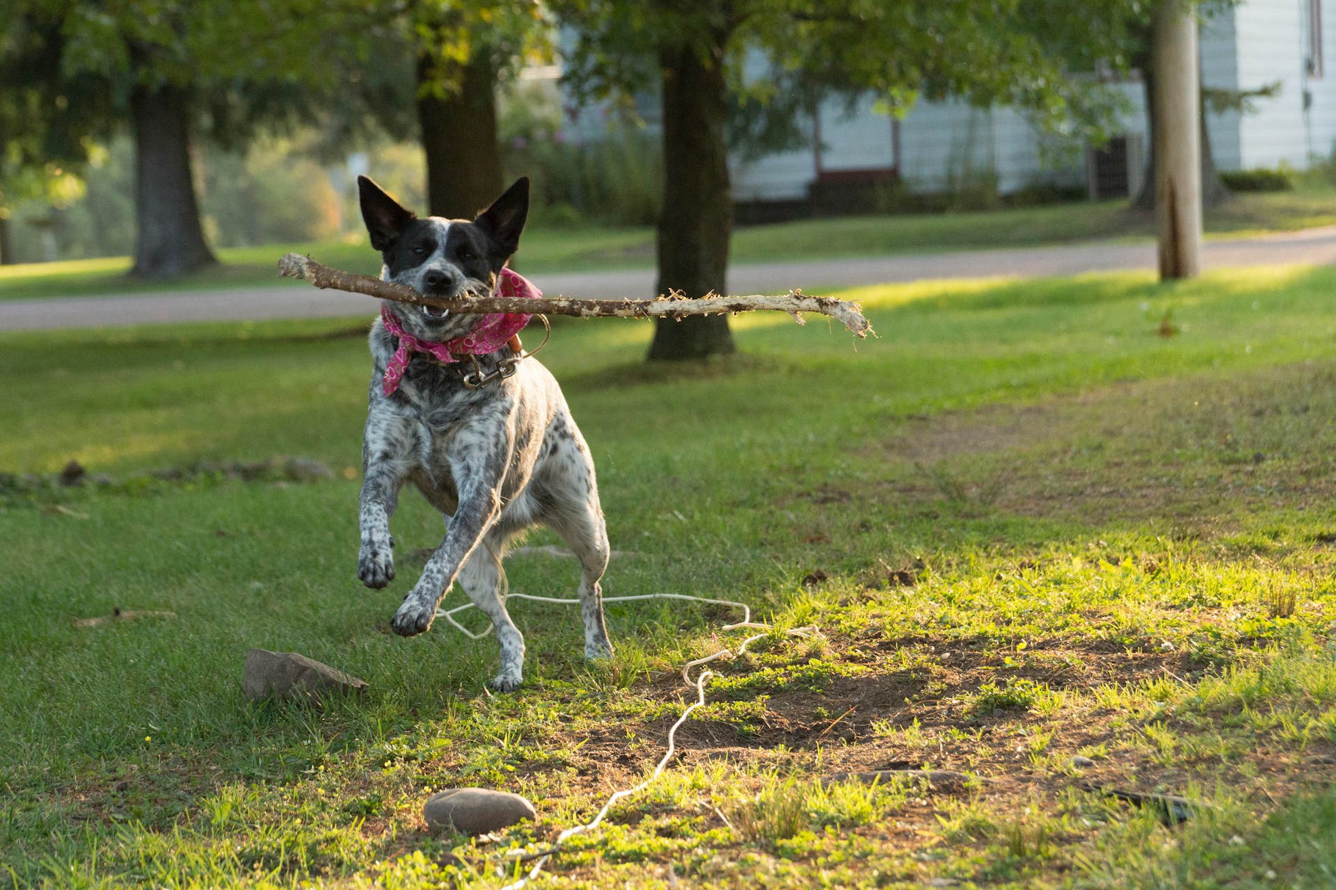 Australian Cattle Dog: Price, Pawsonality and More - PD Insurance NZ
