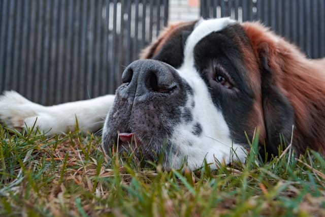 Famous Pets (and People and Their Pets) with Pictures! - PD Insurance NZ
