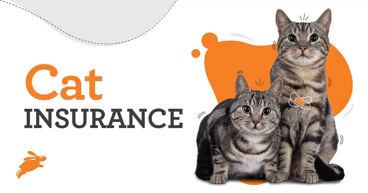 Cat Insurance NZ Lives Here | Cat Health Savings | PD Insurance