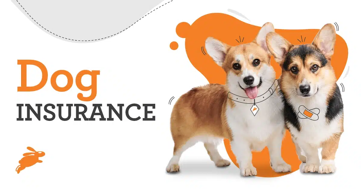 Dog Insurance NZ Online | Compare Dog Insurance | PD Insurance