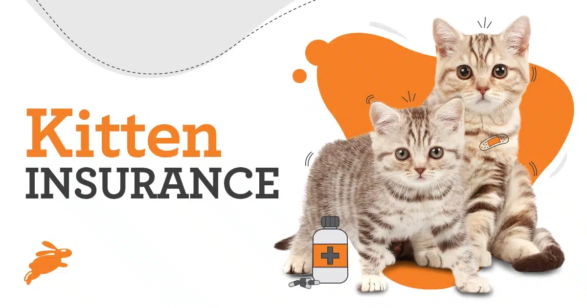 Kitten Insurance NZ | Save on Kitten Health Cover | PD Insurance