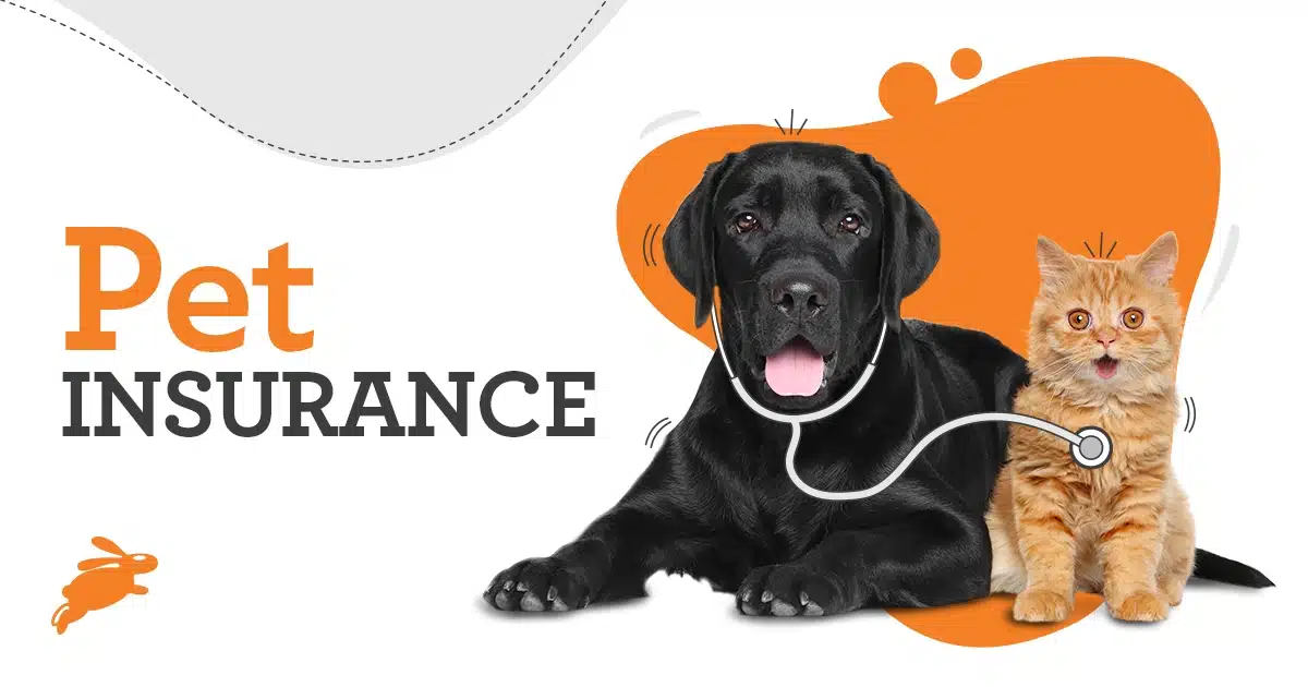 Pet Insurance NZ Quotes | Pet Plan Savings | PD Insurance