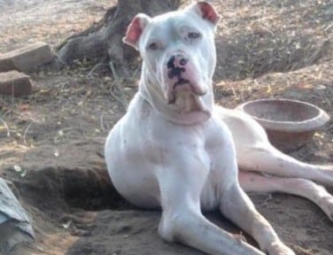 Indian Dog Breeds & Cute Indian Dog Names - PD Insurance NZ