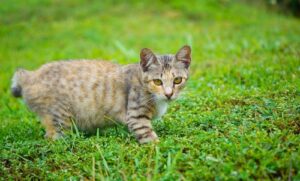 PD Insurance NZ | Save on Pet Insurance NZ Quotes | pd.co.nz