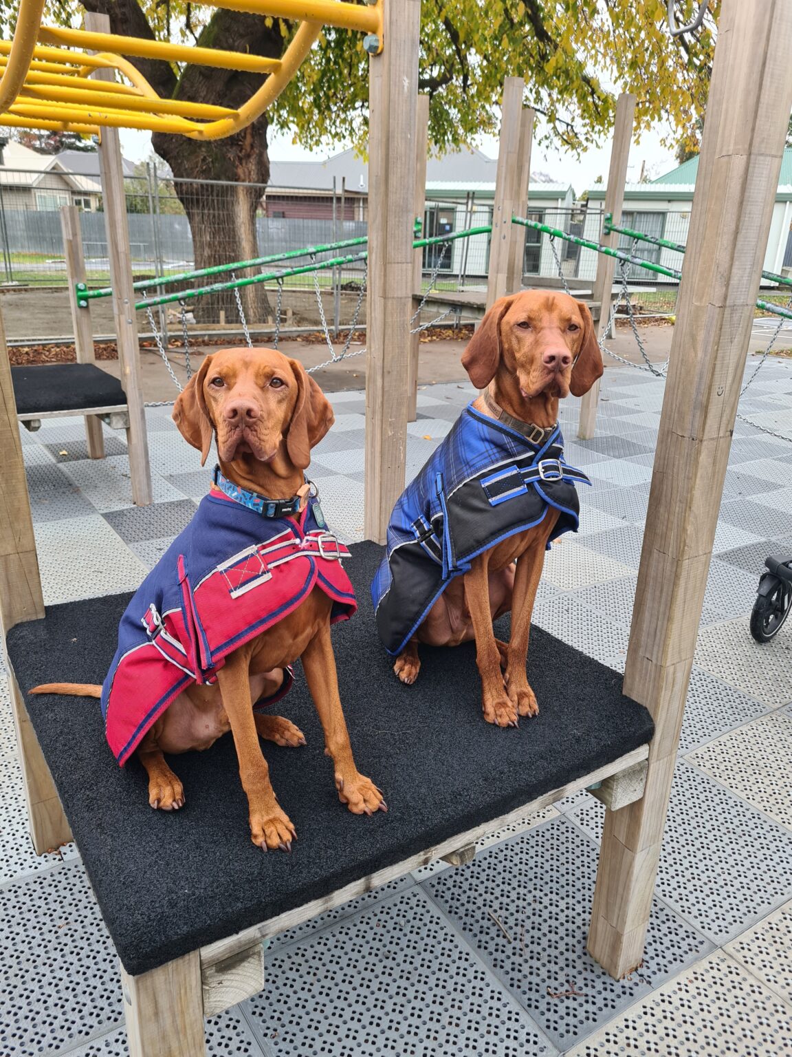 Happy Tail Syndrome: Charlie the Vizsla's Story - PD Insurance NZ