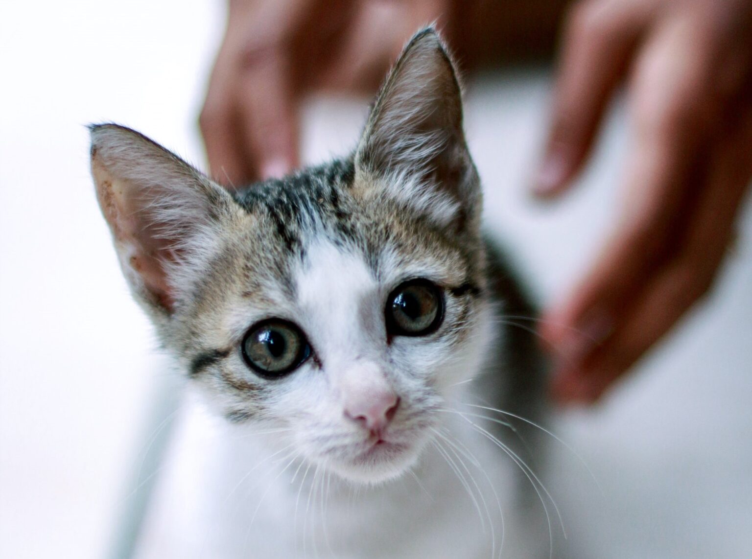 Cat Gastro: Symptoms, Causes and Treatment - PD Insurance NZ