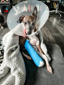 Dog Leg Amputation Because of a Wet Cast/Bandage - PD Insurance NZ
