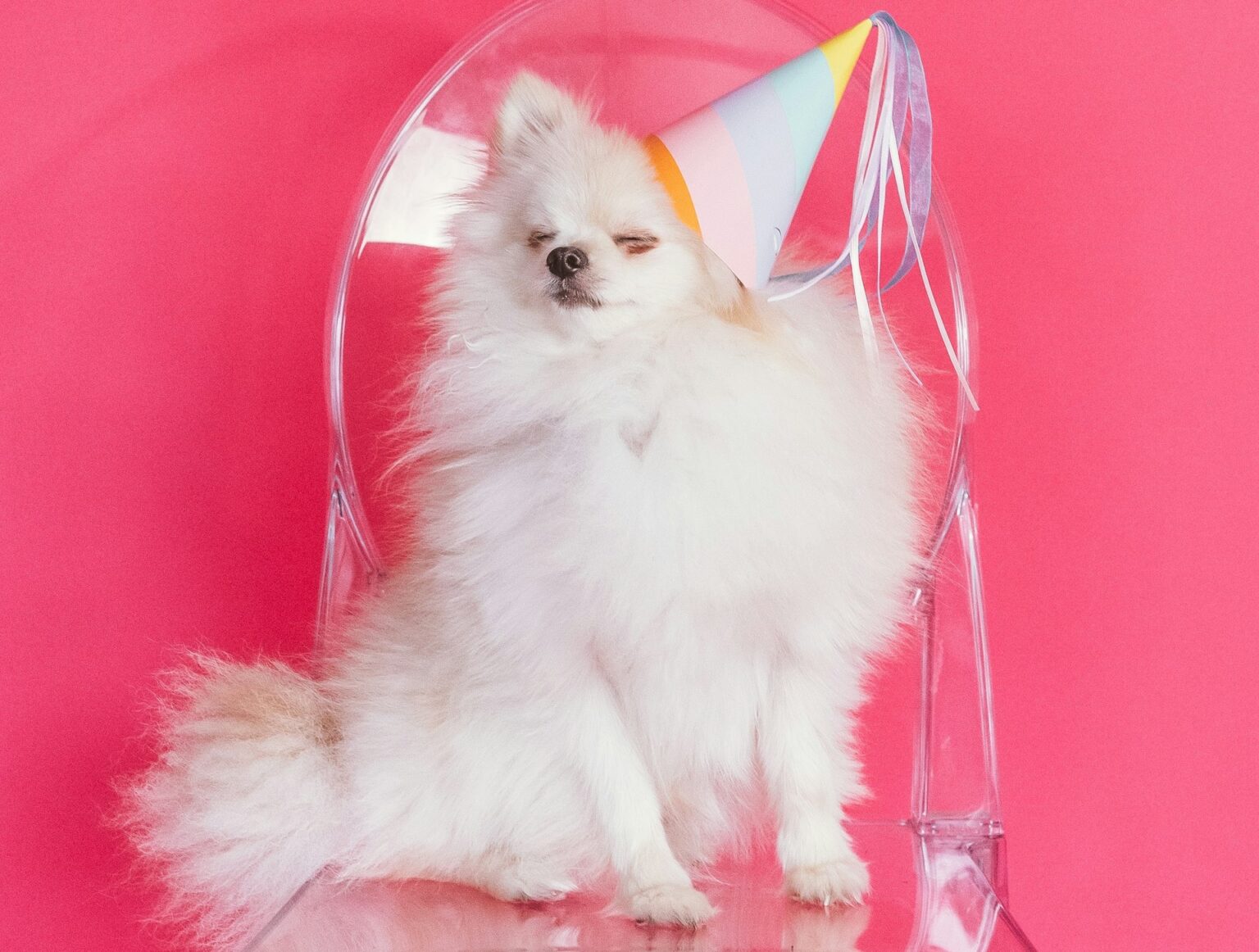 PD Insurance NZ | Save on Pet Insurance NZ Quotes | pd.co.nz